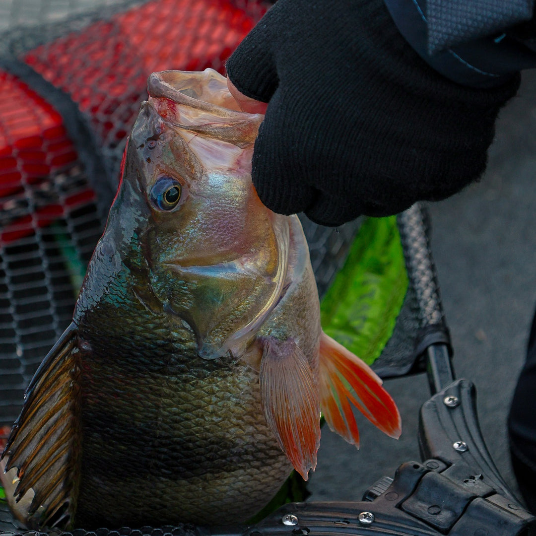 Kuore Fishing
