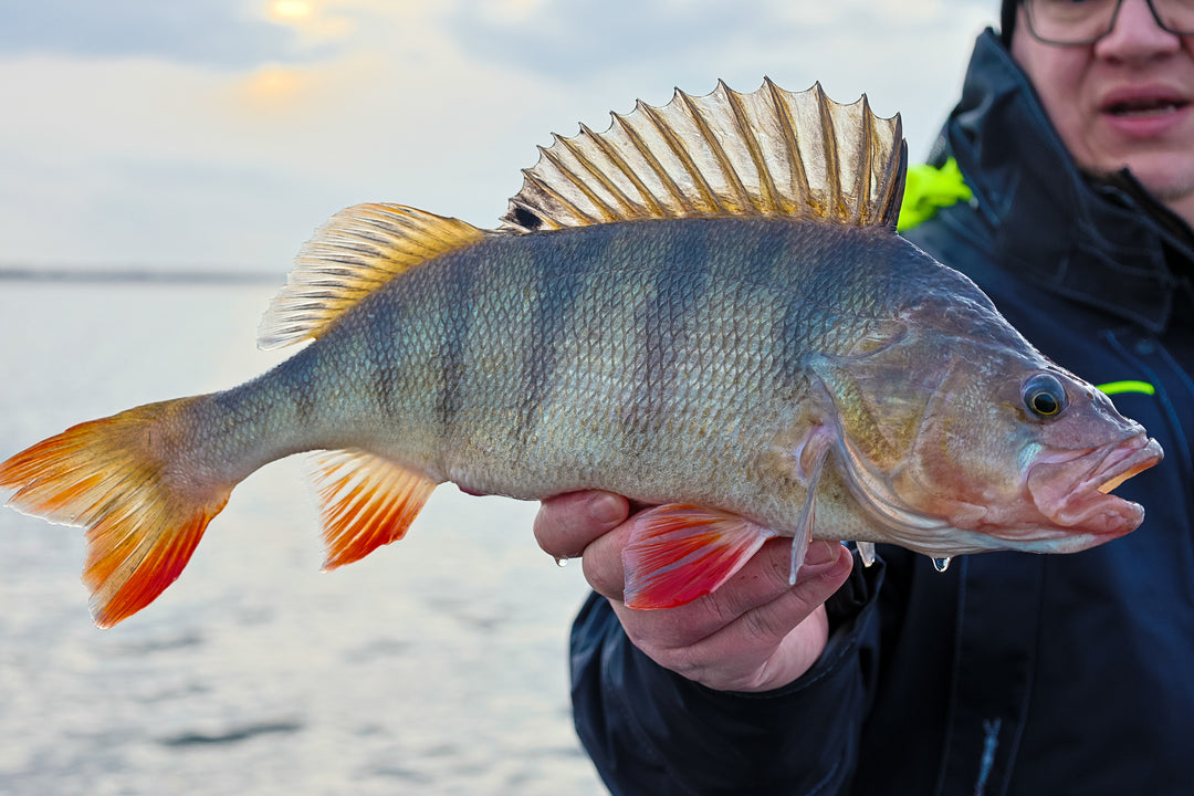 Kuore Fishing